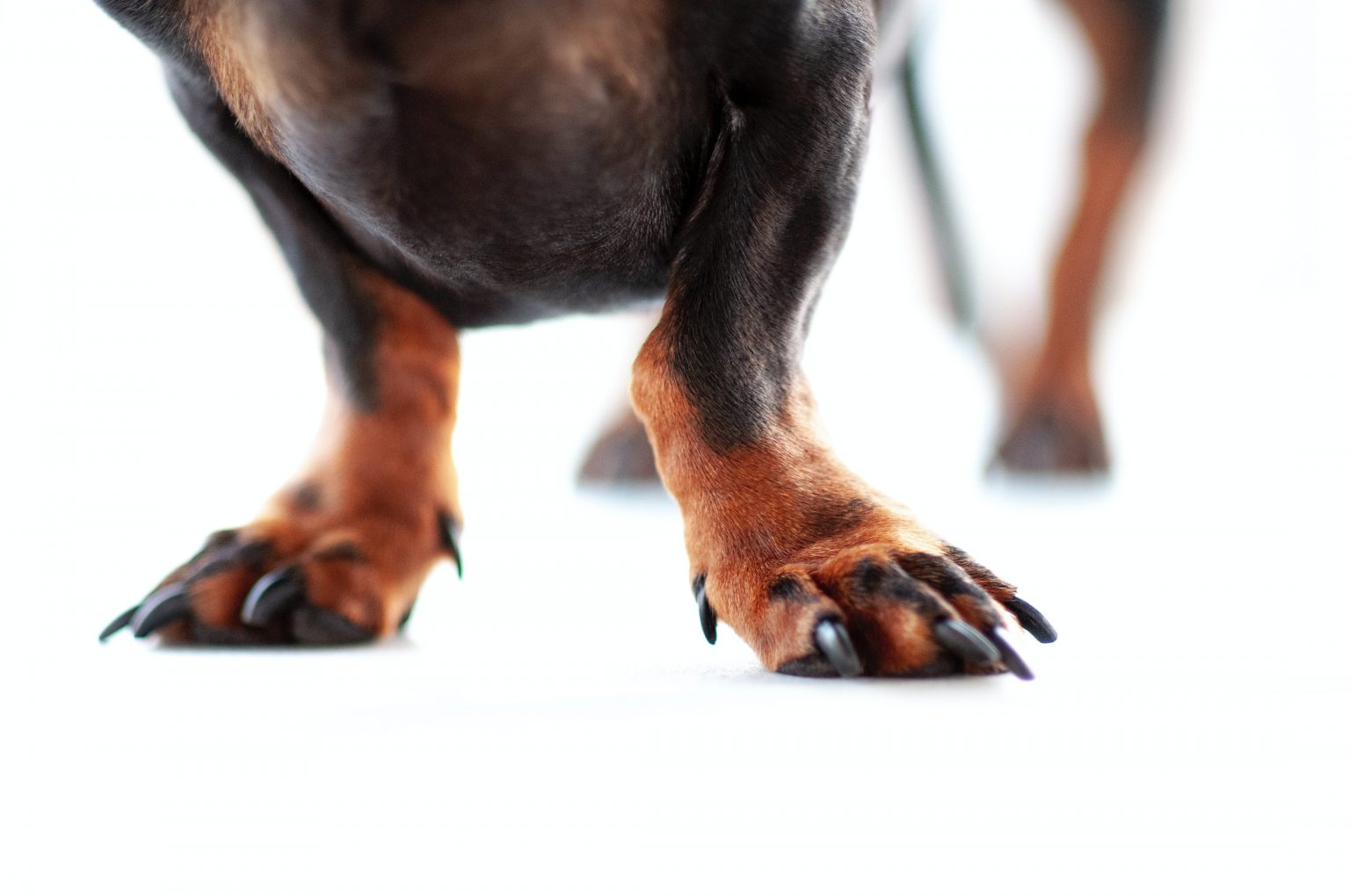 Can You Declaw A Dog? [Here's Why It's Not A Good Idea]