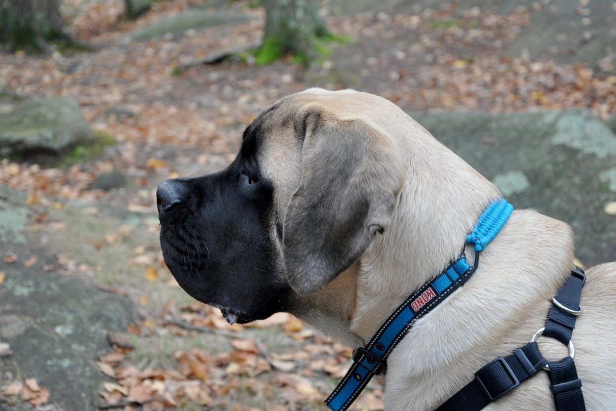 Great Dane Mastiff Mix: All About The Gentle Giant Daniff