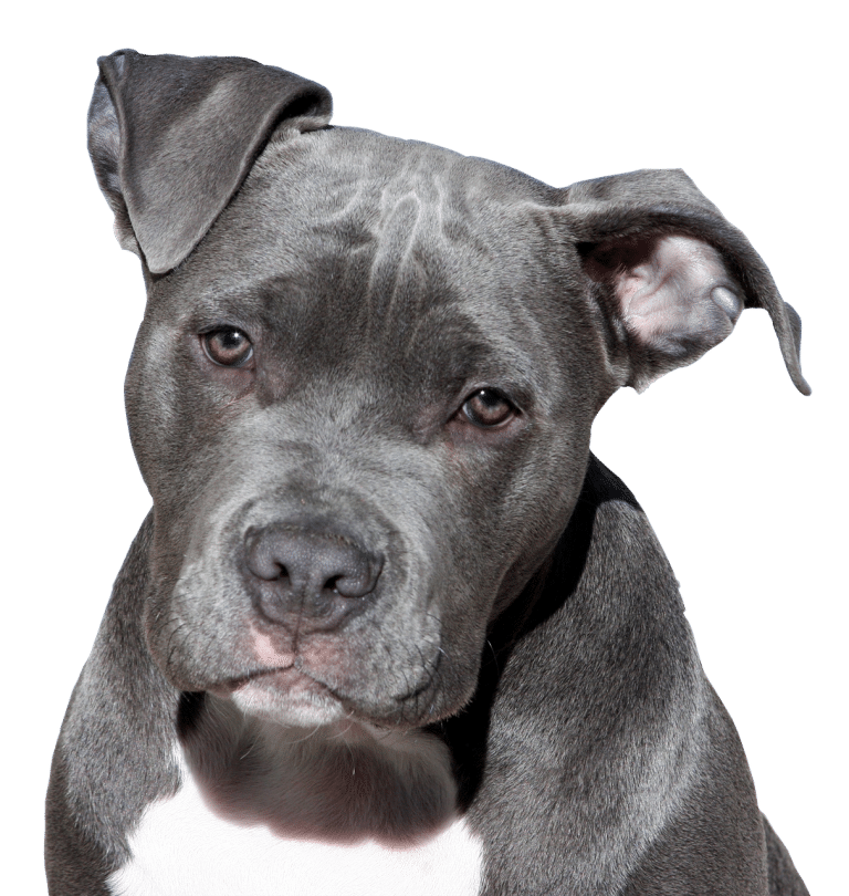 14 Fighting Dog Breeds [Their Histories And Personalities]