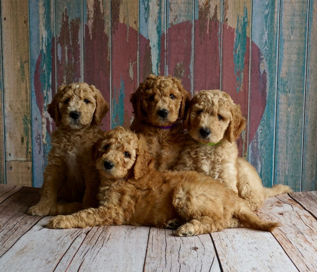 How Many Puppies Can A Dog Have? (Estimating Litter Sizes)