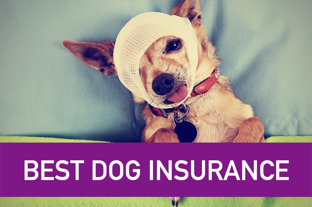 Black Dog Poop: What It Means (Should You Be Concerned?)