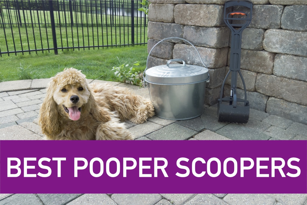 Black Dog Poop: What It Means (Should You Be Concerned?)