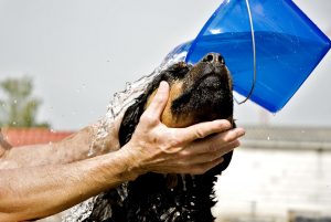 How To Wash A Dog’s Face (Make Sure To Do It The Safe Way)