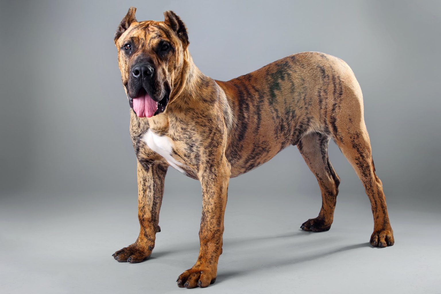 Great Dane Mastiff Mix: All About The Gentle Giant Daniff