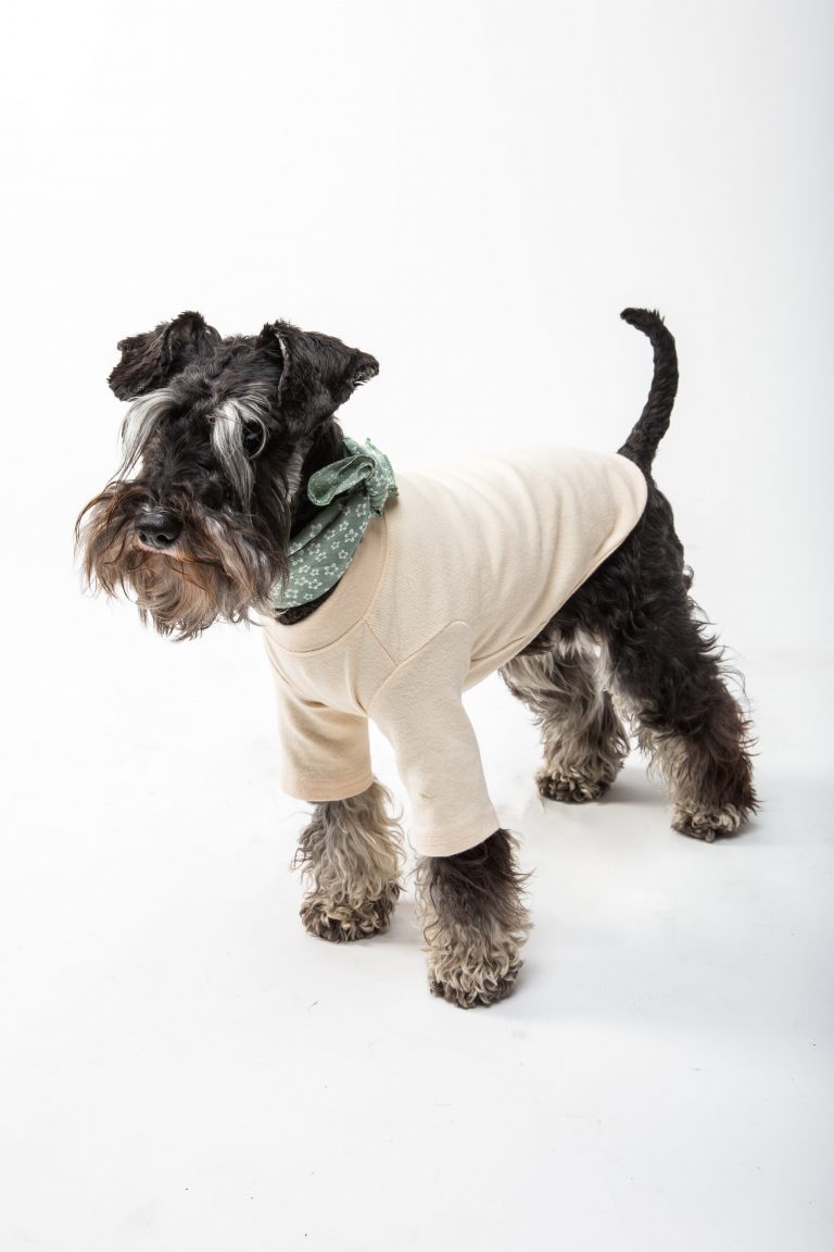How To Make Dog Clothes: DIY Outfits For Your Pooch