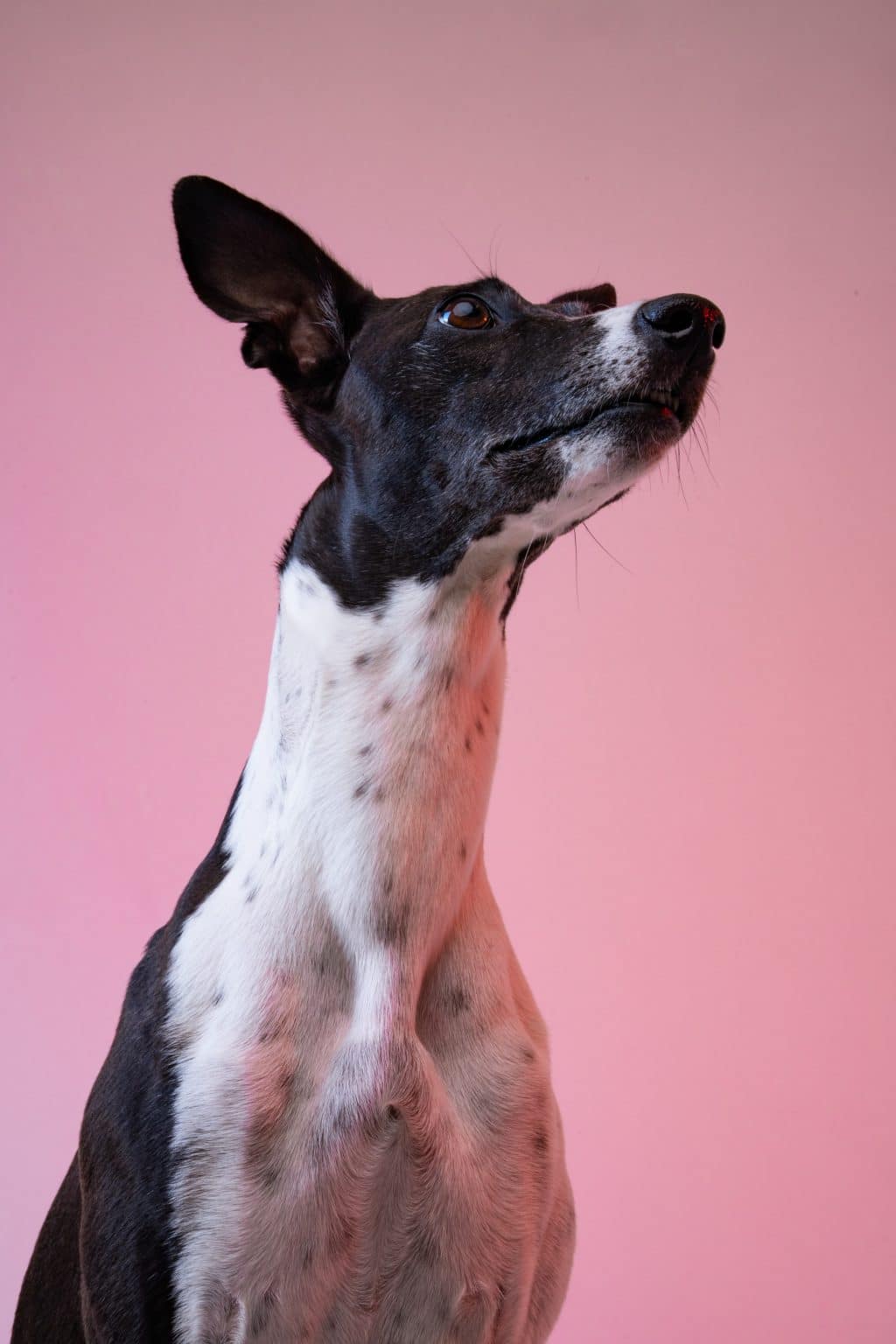 Dog Ear Positions (Understanding Your Dog's Body Language)