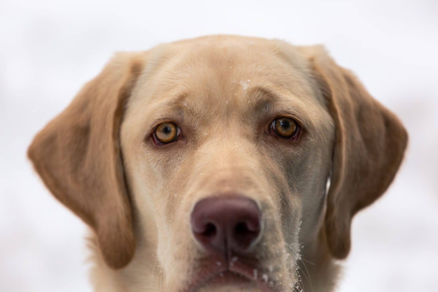 Labrador Lifespan: Life Expectancy And How To Prolong It