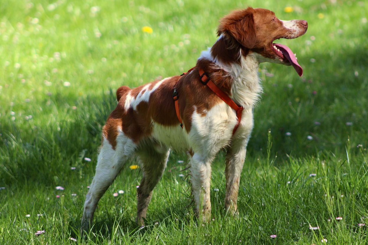 8 Small Hunting Dog Breeds [Highly Skilled Field Companions]