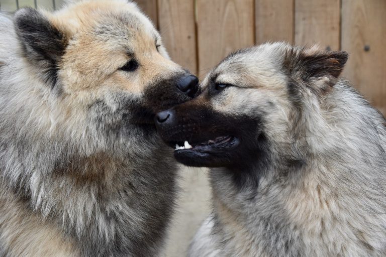 13 Sable Dog Breeds [Recognizing Beautiful Sable Patterns]