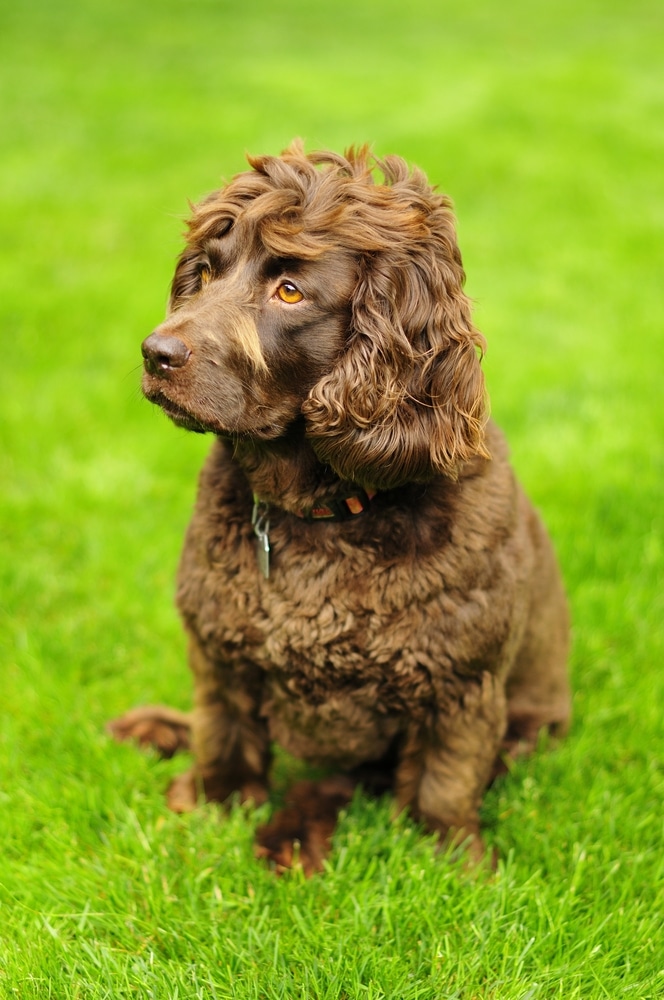 8 Small Hunting Dog Breeds [Highly Skilled Field Companions]