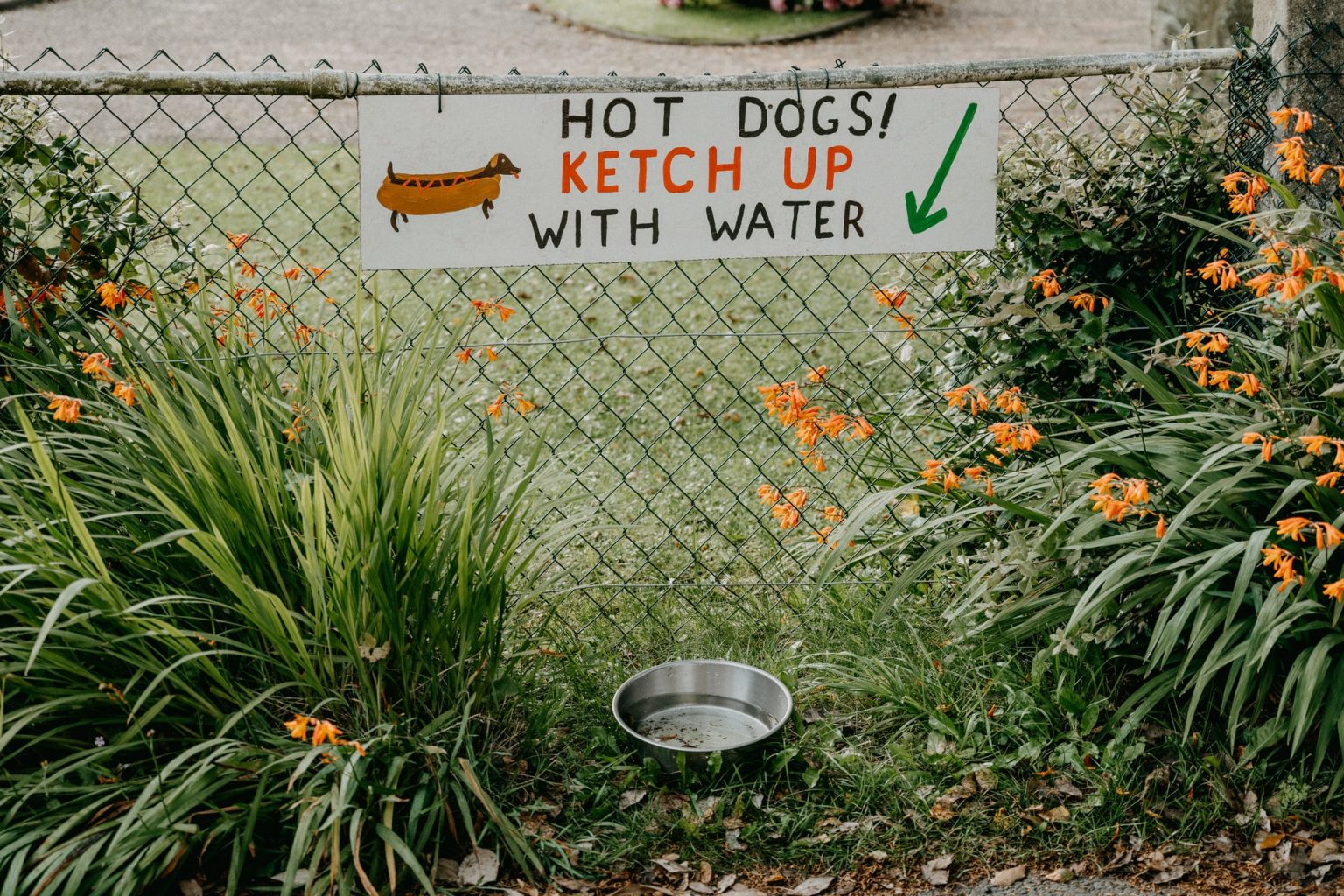 Dog Lip Sores [Underlying Conditions And Proper Care]