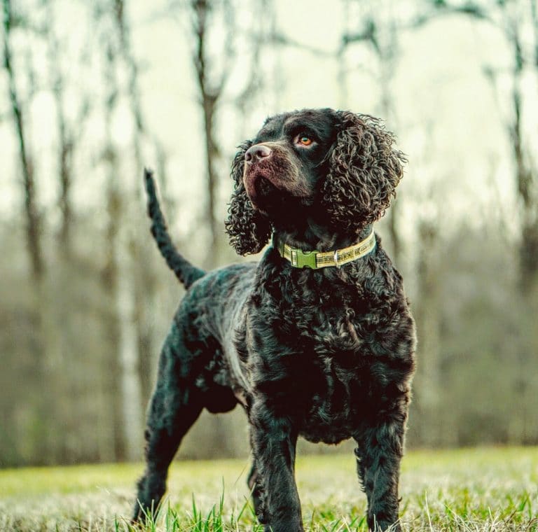 8 Small Hunting Dog Breeds [Highly Skilled Field Companions]