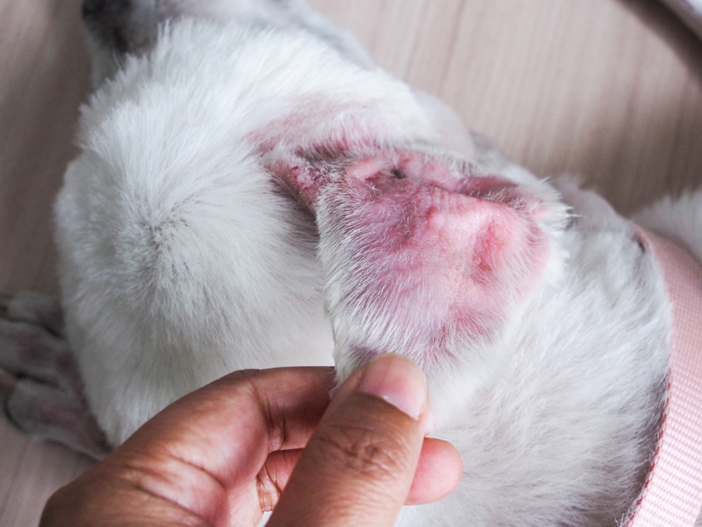 Blood Blister On Dogs [Caring For Canine Skin Hematomas]