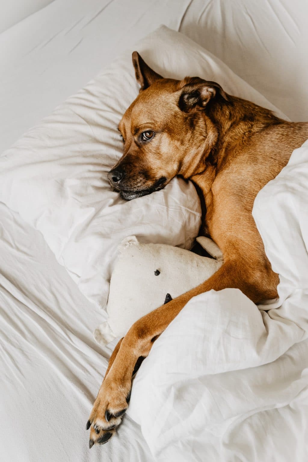 What Can I Give My Dog to Sleep at Night? 7 Sleep Aids