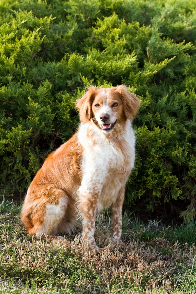 8 Small Hunting Dog Breeds [Highly Skilled Field Companions]